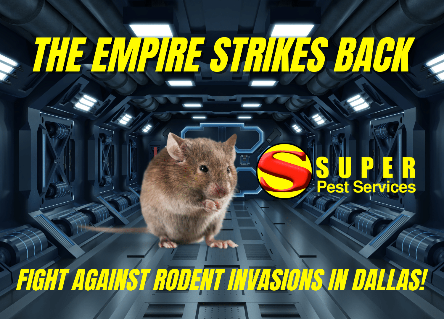 Fight Against Rodent Invasions in Dallas! | Super Team Services