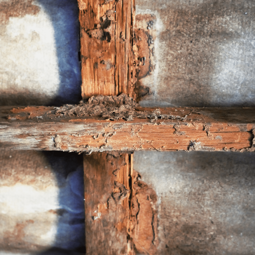 Termite Treatment: Safeguarding Home | SUPER Pest Services