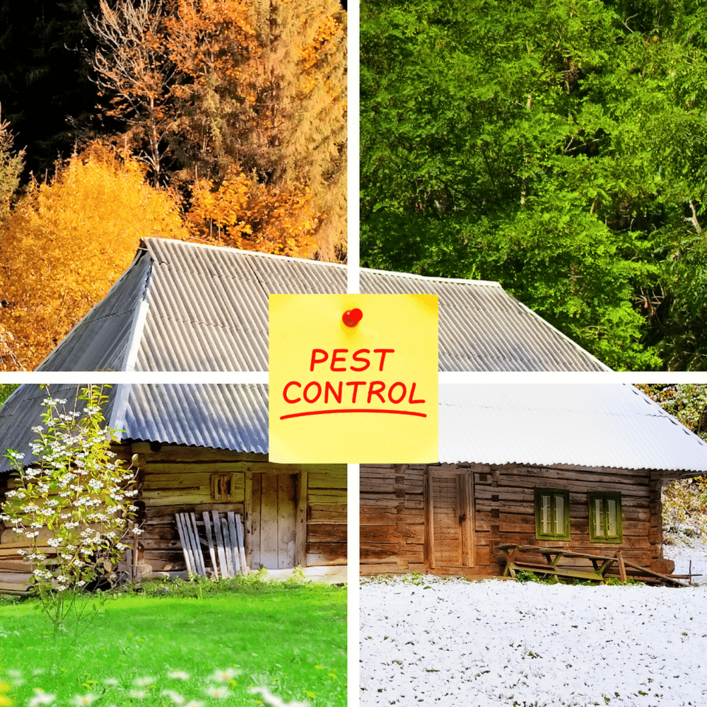 Four Seasons Pest Control - Year-round pest protection | Super Team ...