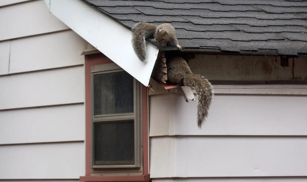 How Do I Prevent and Eliminate Rodents in My Attic? | Super Home Services