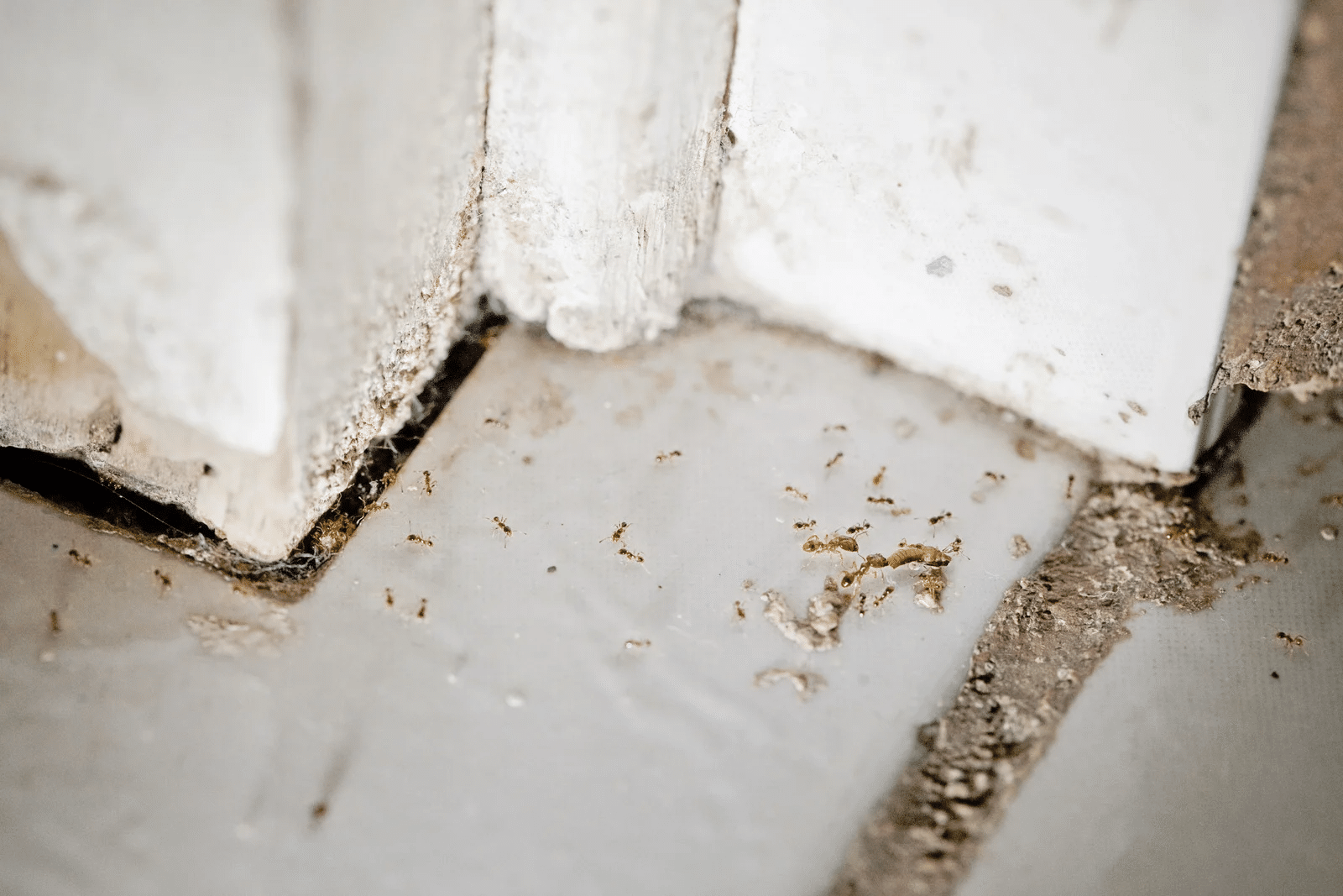 Top-Rated Pest Control Service in DFW | Super Inspector